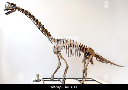 A life-size skull replica of a long-necked dinosaur is presented by ...