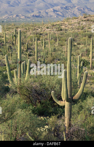 Saguaro National Park in the Sonoran desert of southern Arizona Stock ...