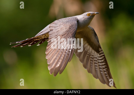 Eurasian cuckoo (Cuculus canorus), flying, Germany, Rhineland ...