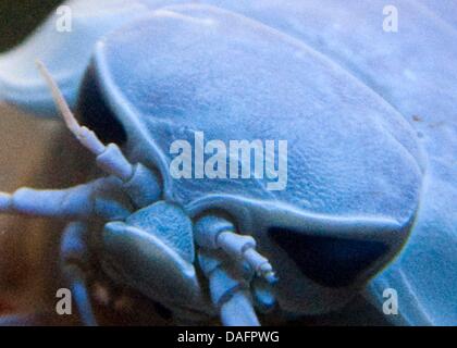 Giant deep-sea isopod (Bathynomus giganteus) Picture was taken in ...
