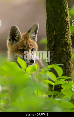 Red fox (Vulpes vulpes), 3 weeks old pup, Lorraine, France Stock Photo ...
