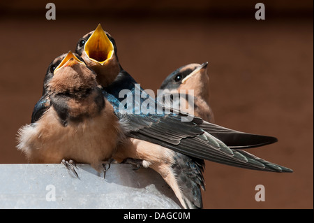 Immature barn swallow (Hirundo rustica), Great Bear Rainforest, British Columbia Canada Stock ...