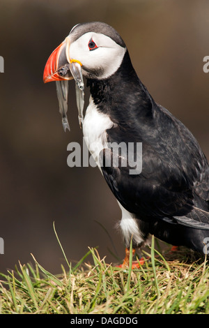 Atlantic Puffin or Common Puffin, Fratercula arctica, on Mykines, Faroe ...