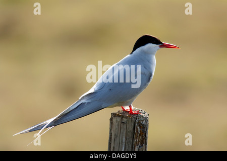 Seabird Species Arctic Tern (Sterna Paradisaea) Flies During Hunt For ...