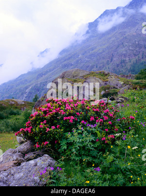 Native red rhododendron blooming in coniferous forest in E.C. Manning ...