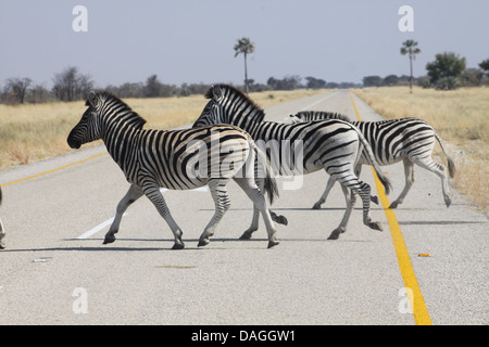 zebras crossing the road Stock Photo - Alamy