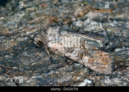 The light brocade moth (Lacanobia w-latinum). This species is found in ...