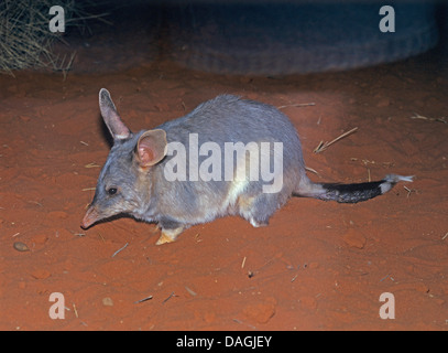 greater bilby, rabbit-ear bandicoot (Macrotis lagotis), at night ...