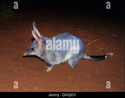 Greater bilby (Macrotis lagotis Stock Photo - Alamy