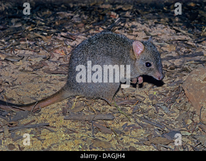 Long-nosed Potoroo Potorous tridactylus Scat, dung, faeces Photographed ...