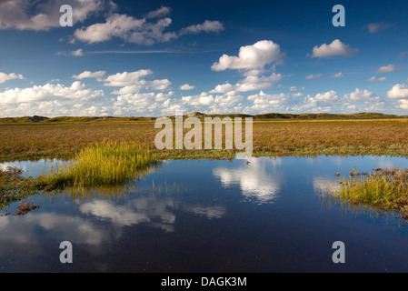 common glasswort (Salicornia europaea), common glassworts in marshland ...
