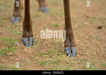 Red deer Cervus elaphus foot prints in mud New Forest National Park ...
