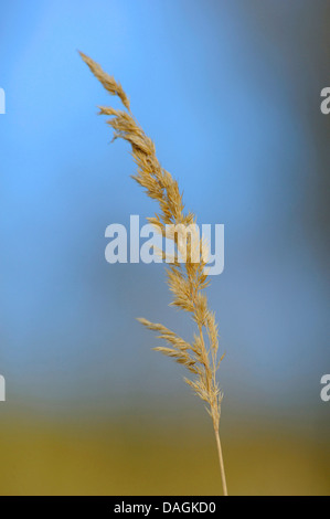 wood small-reed, feathertop (Calamagrostis epigejos), inflorescences in ...