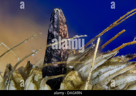 ergot, blood root (Claviceps purpurea), ergot on barley, Germany Stock ...