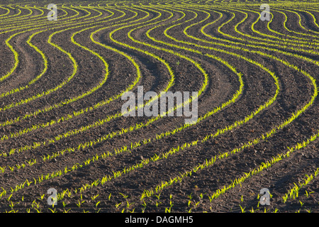 A germinating maize or corn seed, Zea mays, with radicle, root hairs ...