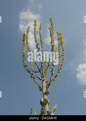 silver mullein (Verbascum bombyciferum), inflorescence Stock Photo - Alamy