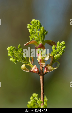 Field maple (Acer campestre) twig with buds in mid winter, Dorset, UK ...