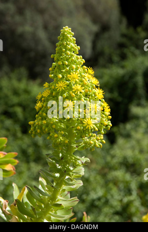 Flora of Gran Canaria - flowering Aeonium simsii, tree houseleek ...