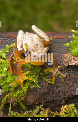 Fornasini's Spiny Reed Frog (Afrixalus fornasini) Amphibia Stock Photo ...