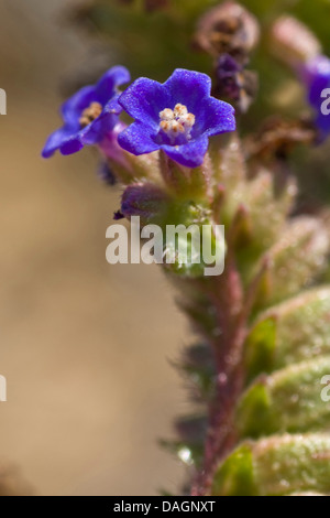 Italian bugloss (Anchusa calcarea), flower, Portugal Stock Photo - Alamy