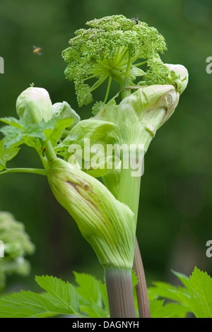 Garden angelica (Angelica archangelica), inflorescence, Germany Stock ...