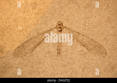 fossilized mosquito from Fur Formation, palaeocene/eocene, Denmark ...