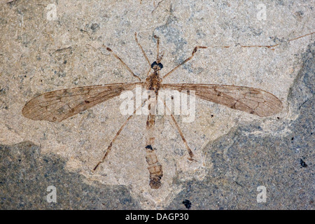 fossilized mosquito from Fur Formation, palaeocene/eocene, Denmark ...