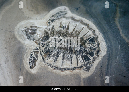 fossilized plant from Fur Formation, palaeocene/eocene, Denmark ...