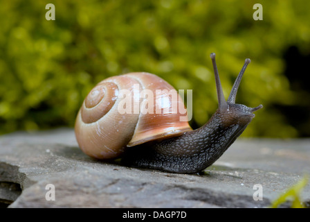 brown-lipped snail, grove snail, grovesnail, English garden snail ...