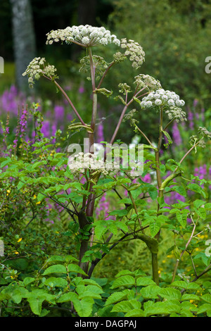 Wild angelica (Angelica sylvestris), blooming, Germany Stock Photo - Alamy