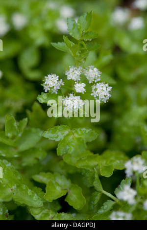 Fool's Water-cress (Apium nodiflorum) in flower, lake margin, Dorset ...