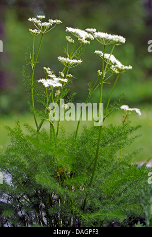 Candy Carrot (Athamanta cretensis Stock Photo - Alamy
