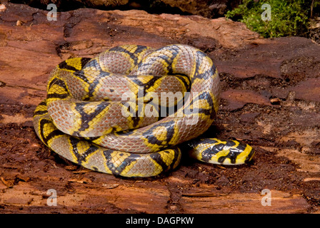 Mandarin ratsnake, Euprepiophis mandarinus Stock Photo - Alamy
