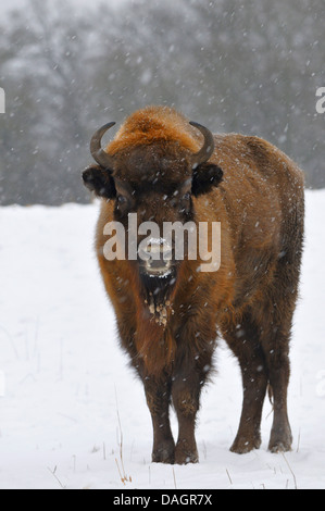 European Bison (Bison bonasus), female Stock Photo - Alamy