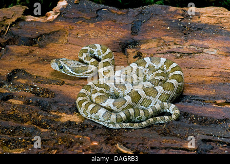 Great Plains Ratsnake (Pantherophis emoryi) from Mesa County, Colorado ...