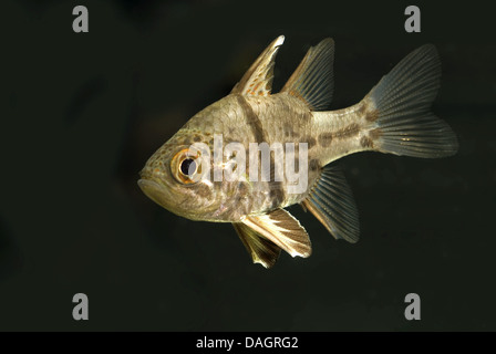 orbiculate cardinalfish, sphaeramia orbicularis Stock Photo - Alamy