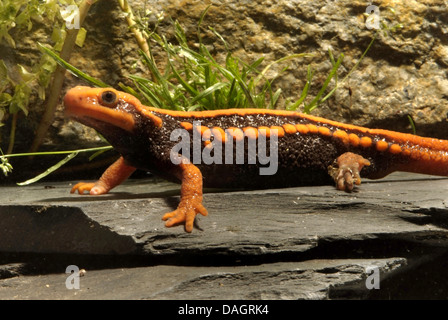 Mandarin Newt (Tylototriton shanjing), on a stone Stock Photo - Alamy