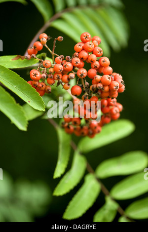 Rowan branches with ripe fruits close-up. Red rowan berries on the ...