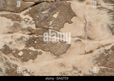 Devonian Old Red Sandstone covered in sand Stock Photo - Alamy