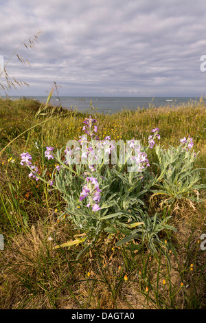 Matthiola sinuata on sand dune Stock Photo - Alamy
