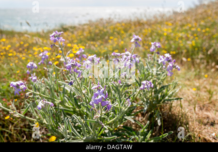 Matthiola sinuata on sand dune Stock Photo - Alamy