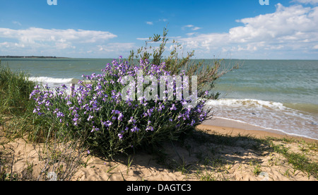 Matthiola sinuata on sand dune Stock Photo - Alamy