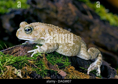 Panther toad, Square-marked Toad (Bufo regularis), in terrarium Stock ...