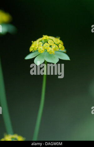 Long-leaved hare's ear (Bupleurum longifolium), blooming, Germany Stock ...