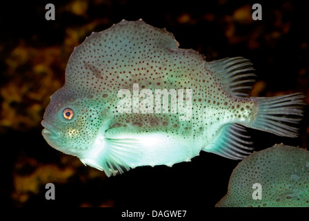 Lumpsucker, lumpfish, hen-fish, henfish, sea hen, male, Seehase, See ...