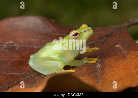 Dwarf reed frogs, Water Lily Reed Frog, Transparent Reed Frog ...