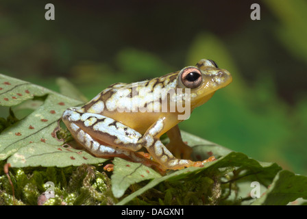 Reed Frog (Hyperolius spec.), on moss Stock Photo - Alamy
