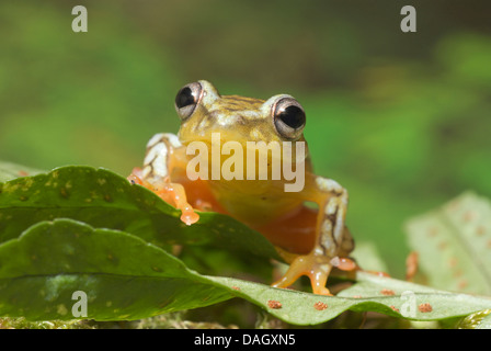 Reed Frog (Hyperolius spec.), on moss Stock Photo - Alamy