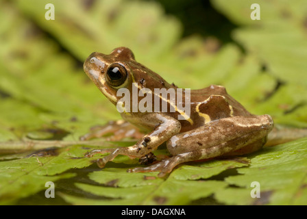 Reed Frog (Hyperolius spec.), on moss Stock Photo - Alamy