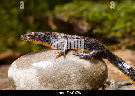 Mesotriton alpestris newt Italy Amphibian newt newts amphibian ...